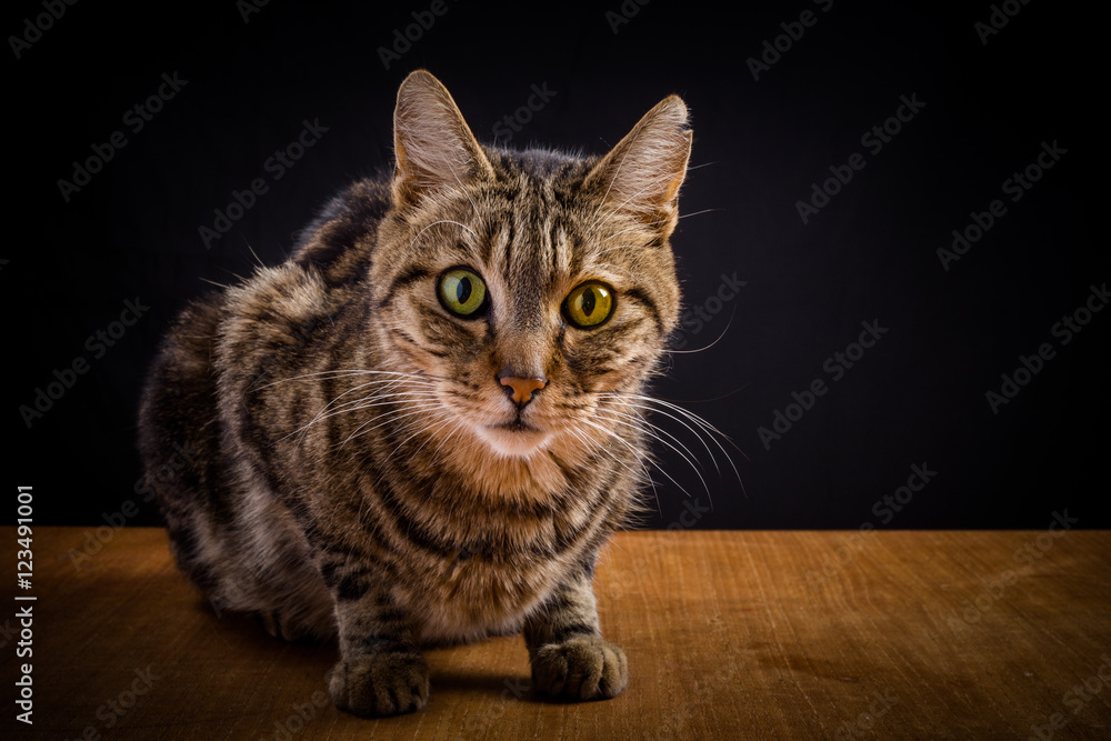 un chat tigré aux yeux bicolores assis sur un plateau en bois et avec un fond noir Stock Photo ...