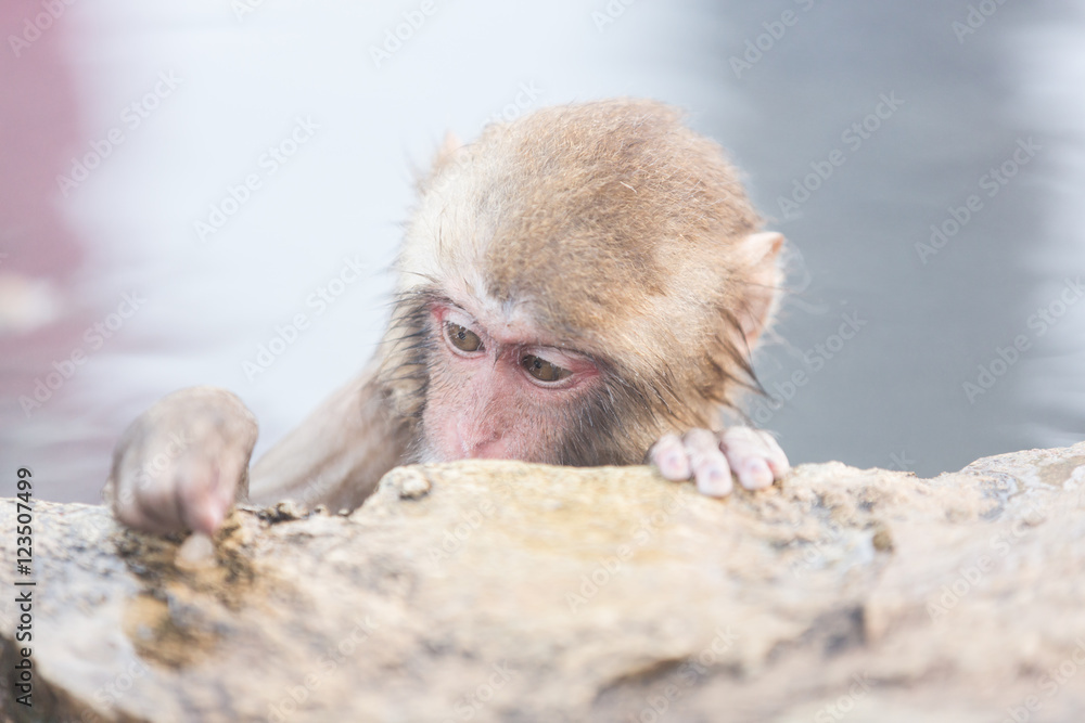 Snow monkeys in a natural onsen (hot spring), located in Jigokud Stock ...