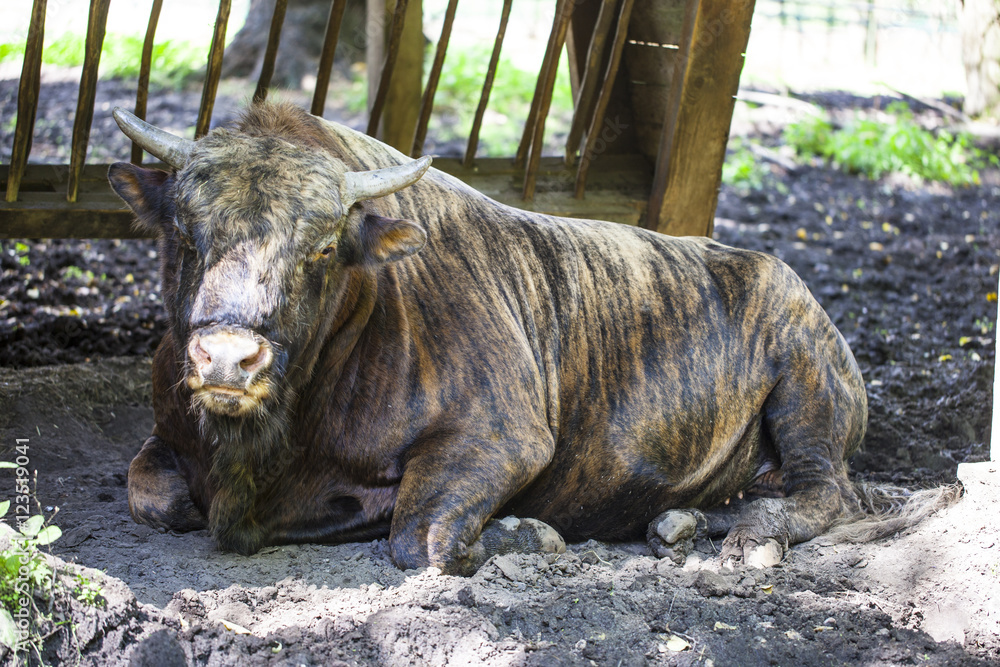 Zubron - hybrid of domestic cattle and european bison Stock Photo ... Zubron - hybrid of domestic cattle and european bison Stock Photo ...