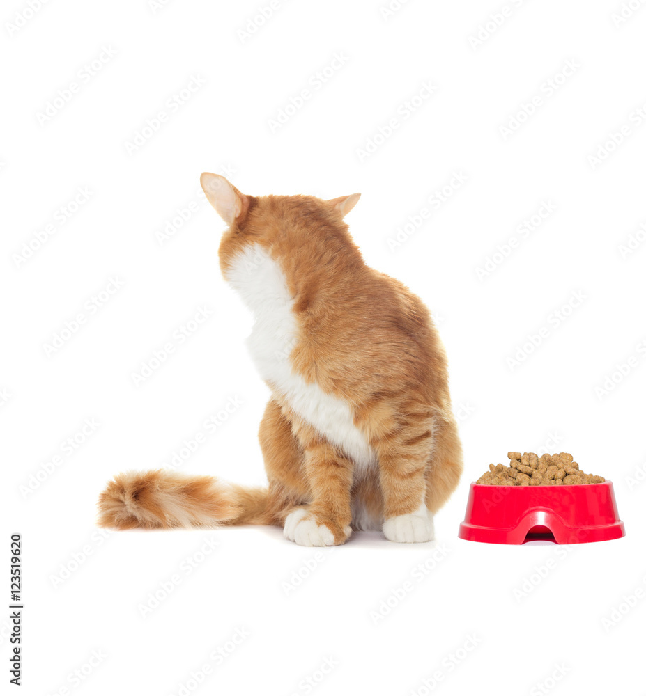 cat looking back on a white background Stock Photo | Adobe Stock