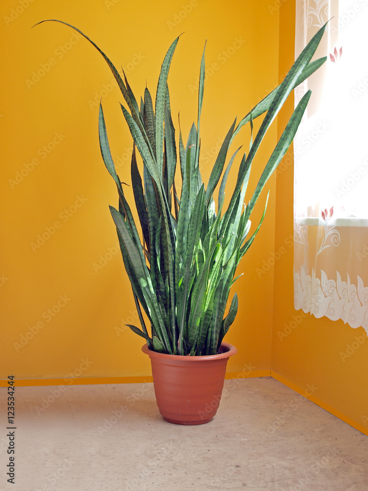 Big flower sansevieria named also mother-in-law's tongue, devil's ...