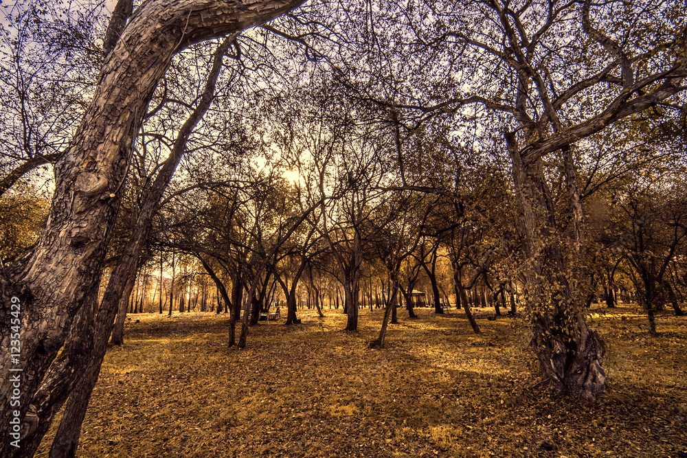 Fall park landscape with knotty trees Stock Photo | Adobe Stock