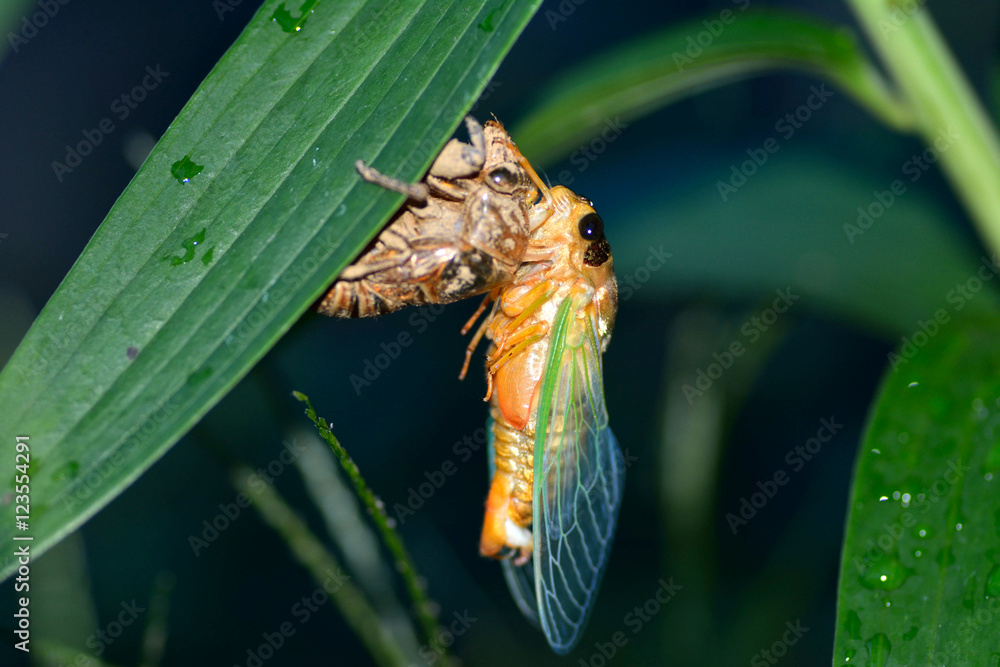 Foto de A Japanese black cicadas-Cryptotympana facialis- that emerged ...
