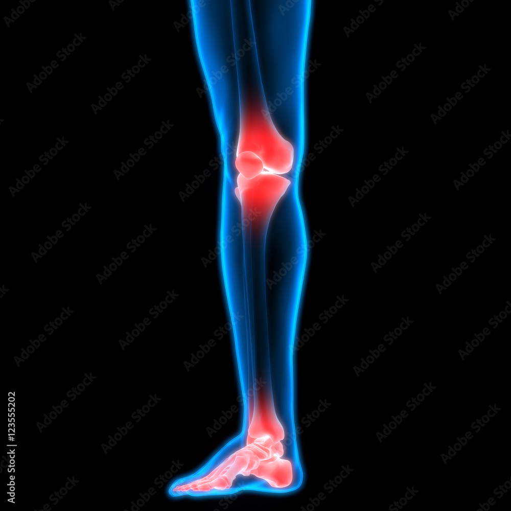Human Body Bone Joint Pains (Leg Joint) Stock Illustration | Adobe Stock