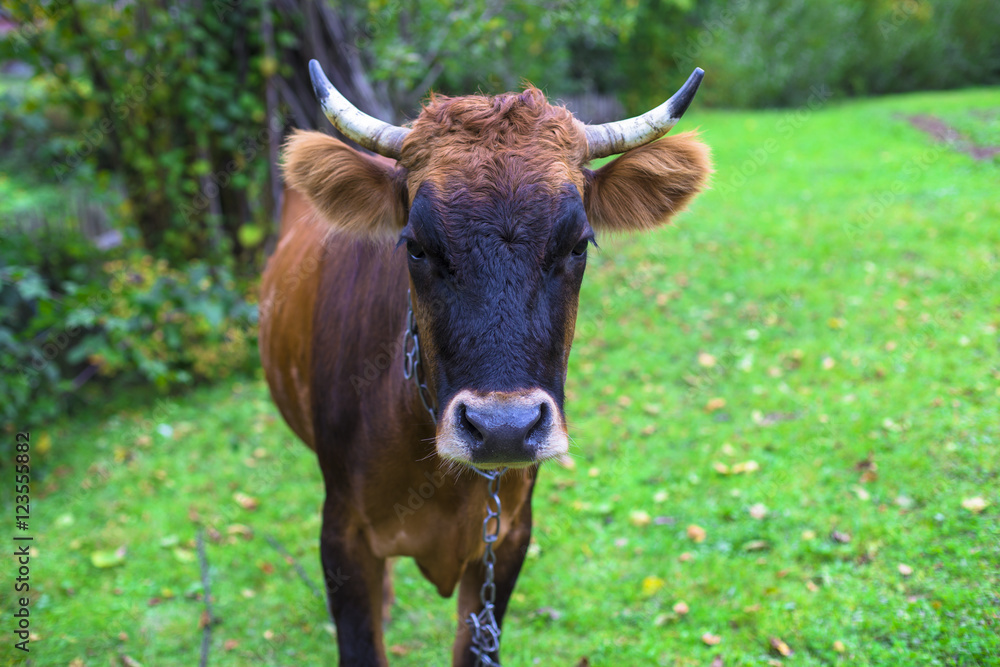 cow in the village Stock Photo | Adobe Stock