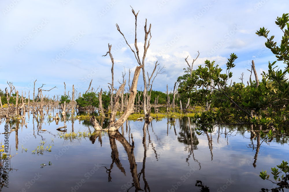 Sumpflandschaft bei Cayo Jutias Stock Photo | Adobe Stock