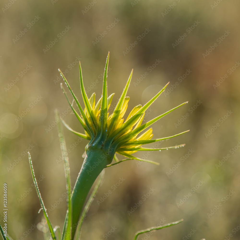 steppe flower Stock Photo | Adobe Stock