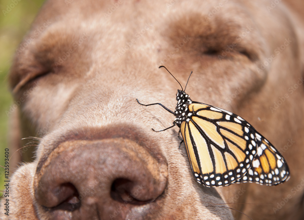 Monarch butterfly perched on the side of a dog's nose, with the dog ...