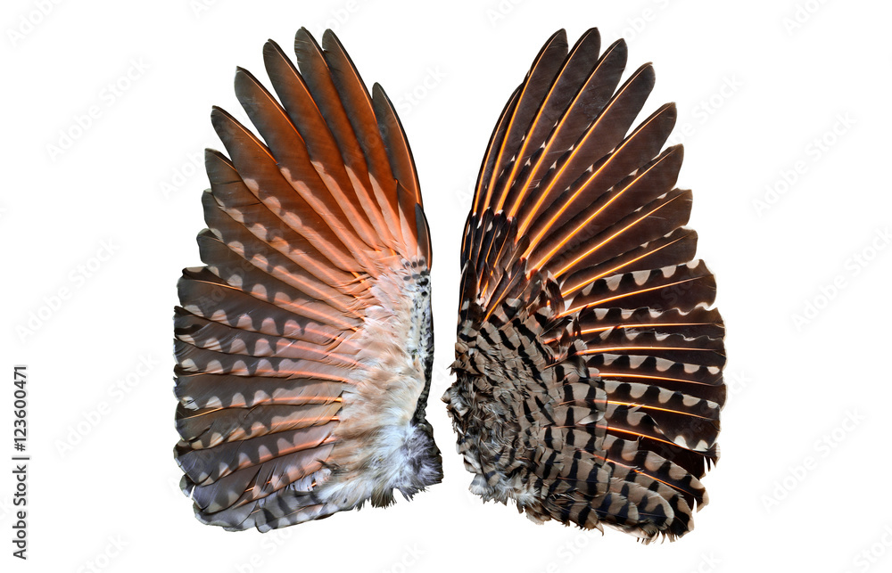 Flicker bird wings showing both under and upper wings side by side ...