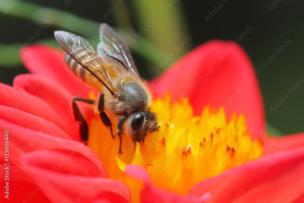 Honey Bee in Southeast Asia. Stock Photo | Adobe Stock