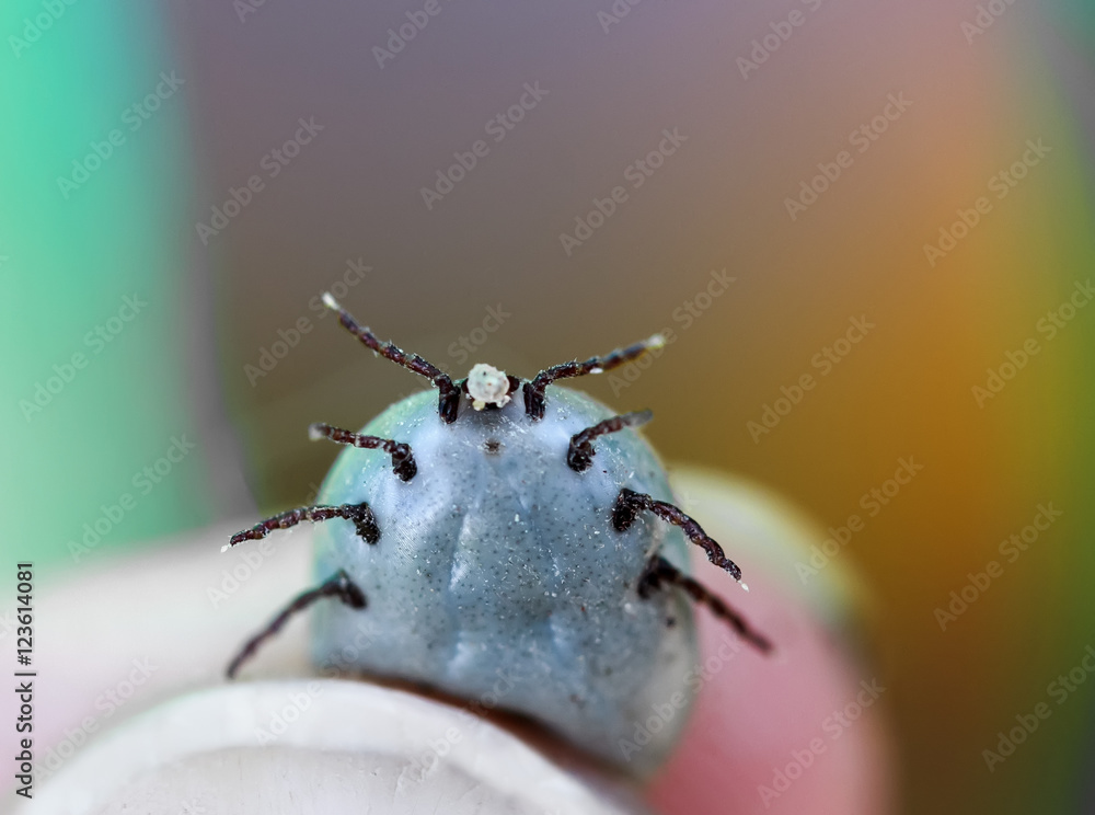 pulled a tick bloated from the blood in the hands Stock Photo | Adobe Stock