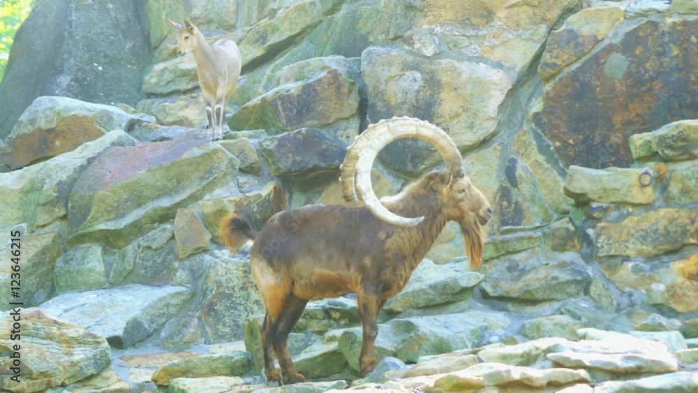 The Siberian ibex (Capra sibirica) is a species of ibex that lives in ...