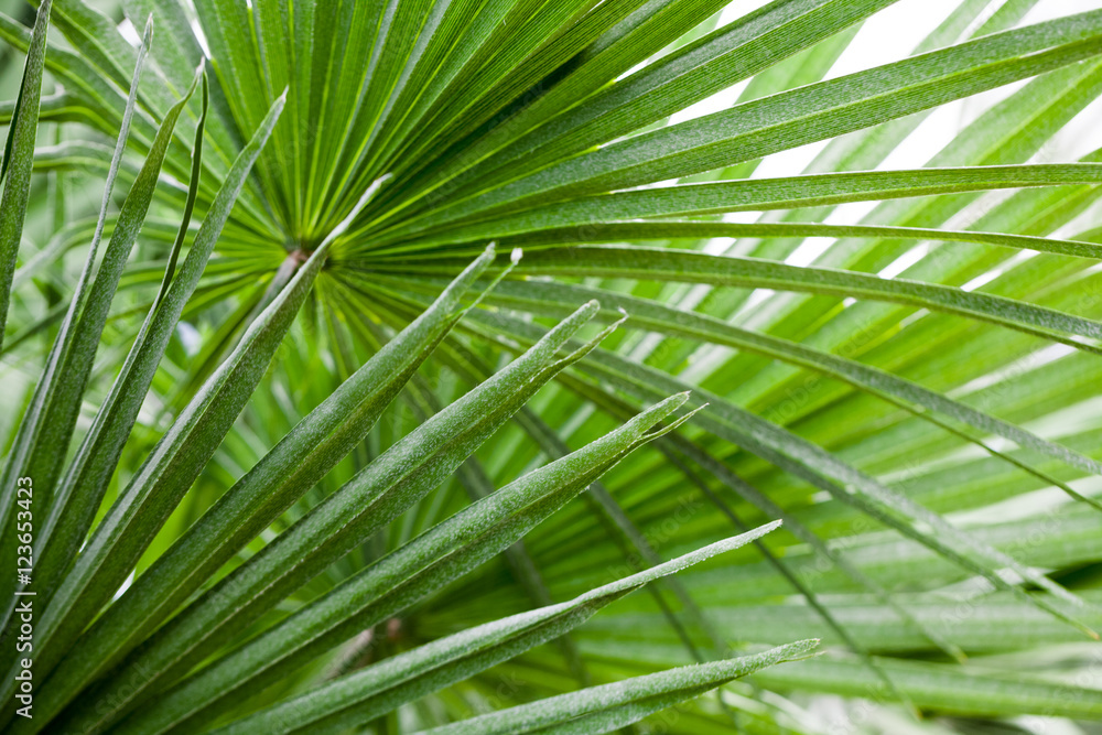 Chamaerops Humilis plant - beautiful details and texture in botanical ...