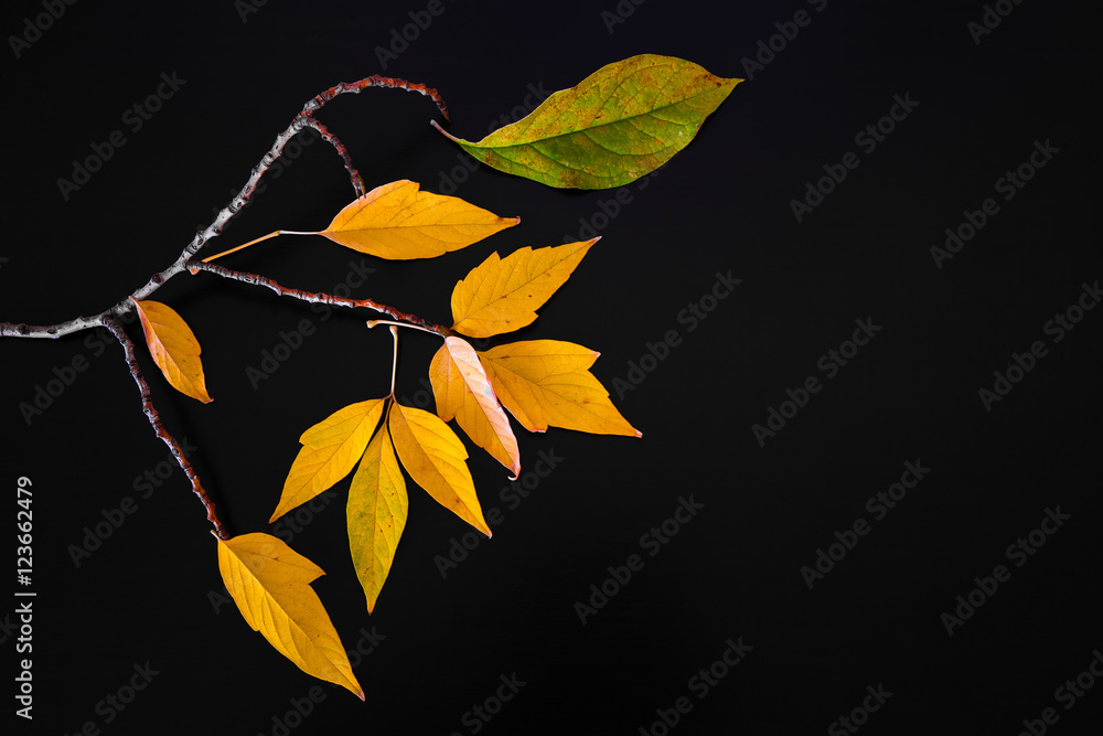 beautiful and bright autumn leaves on a black background Stock-Foto ...