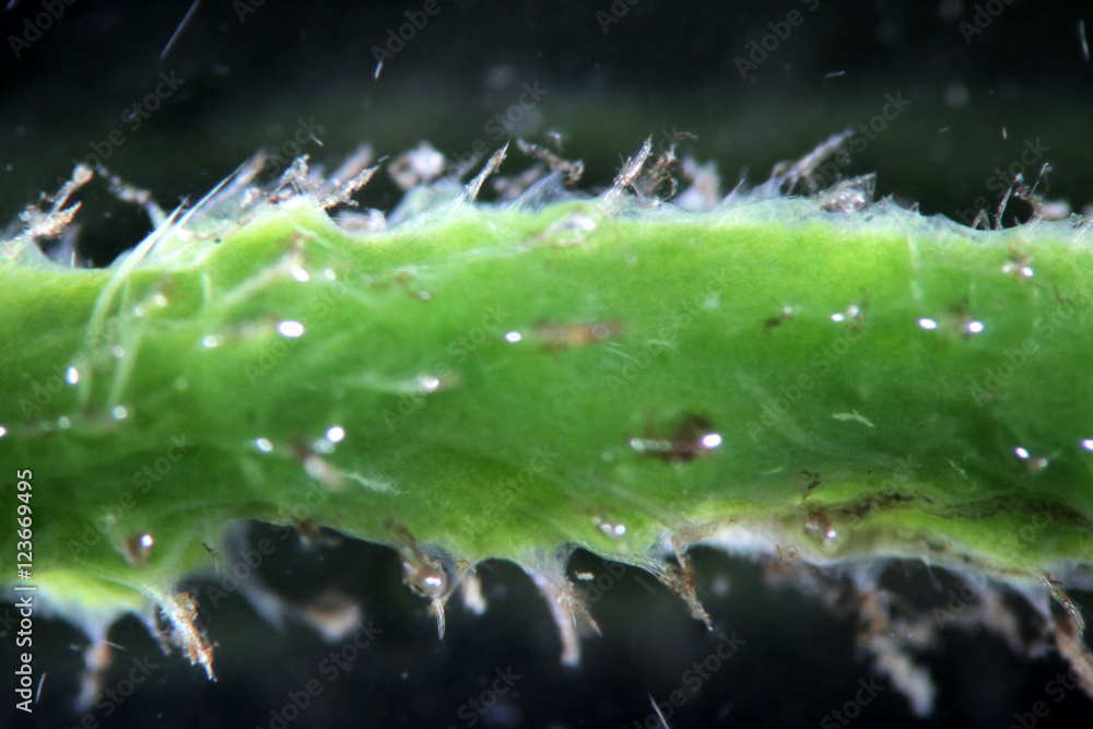 Pile of dried Arthropoda by microscope. Gammarus pulex is small ...