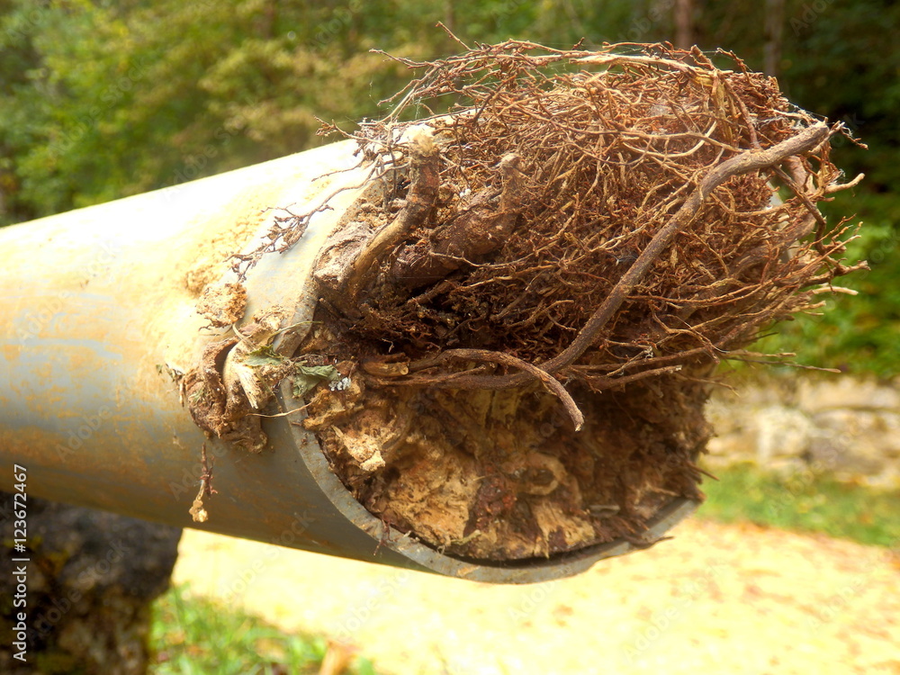Blocked drainage pipe caused by ingress of tree roots Stock Photo ...