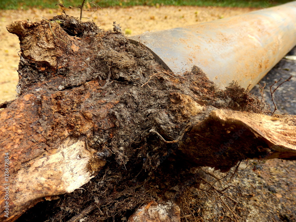 Blocked drainage pipe caused by ingress of tree roots Stock Photo ...