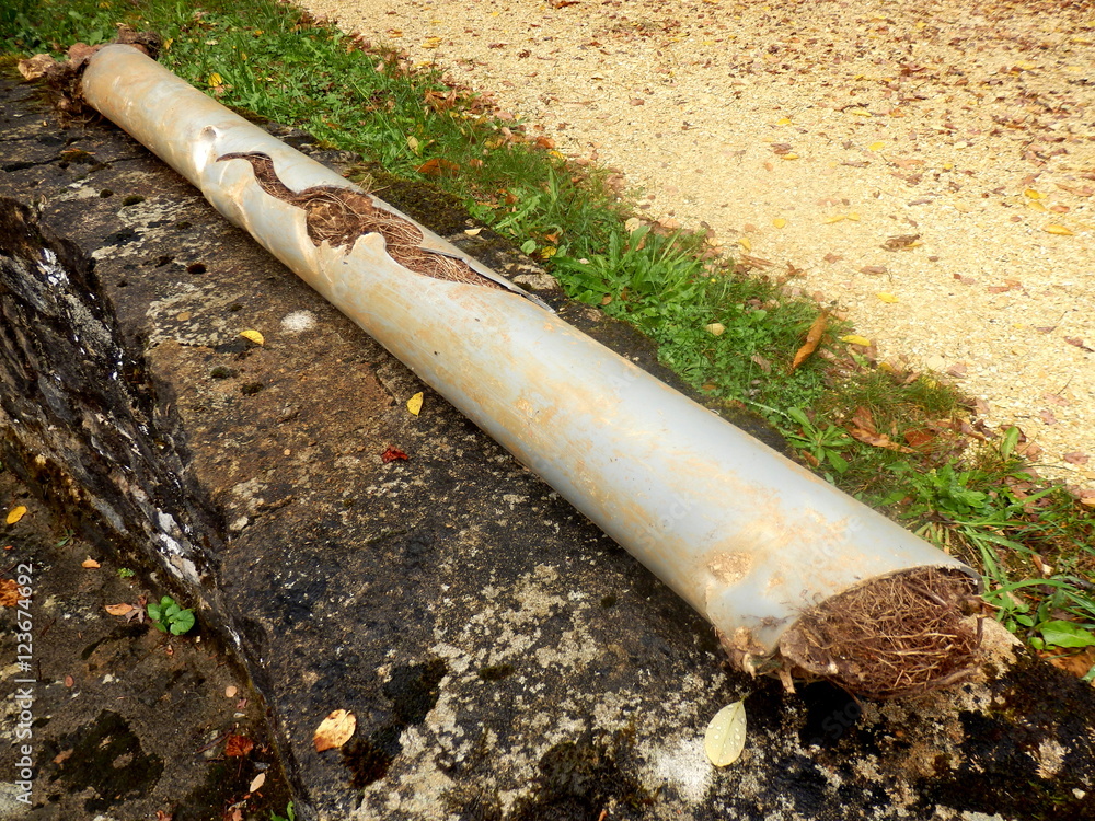 Blocked and split drainage pipe caused by ingress of tree roots Stock ...