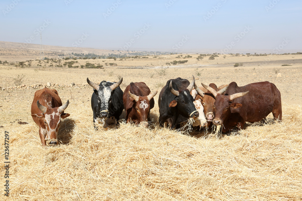 Ethiopian farmer using cows for threshing harvest Stock Photo | Adobe Stock