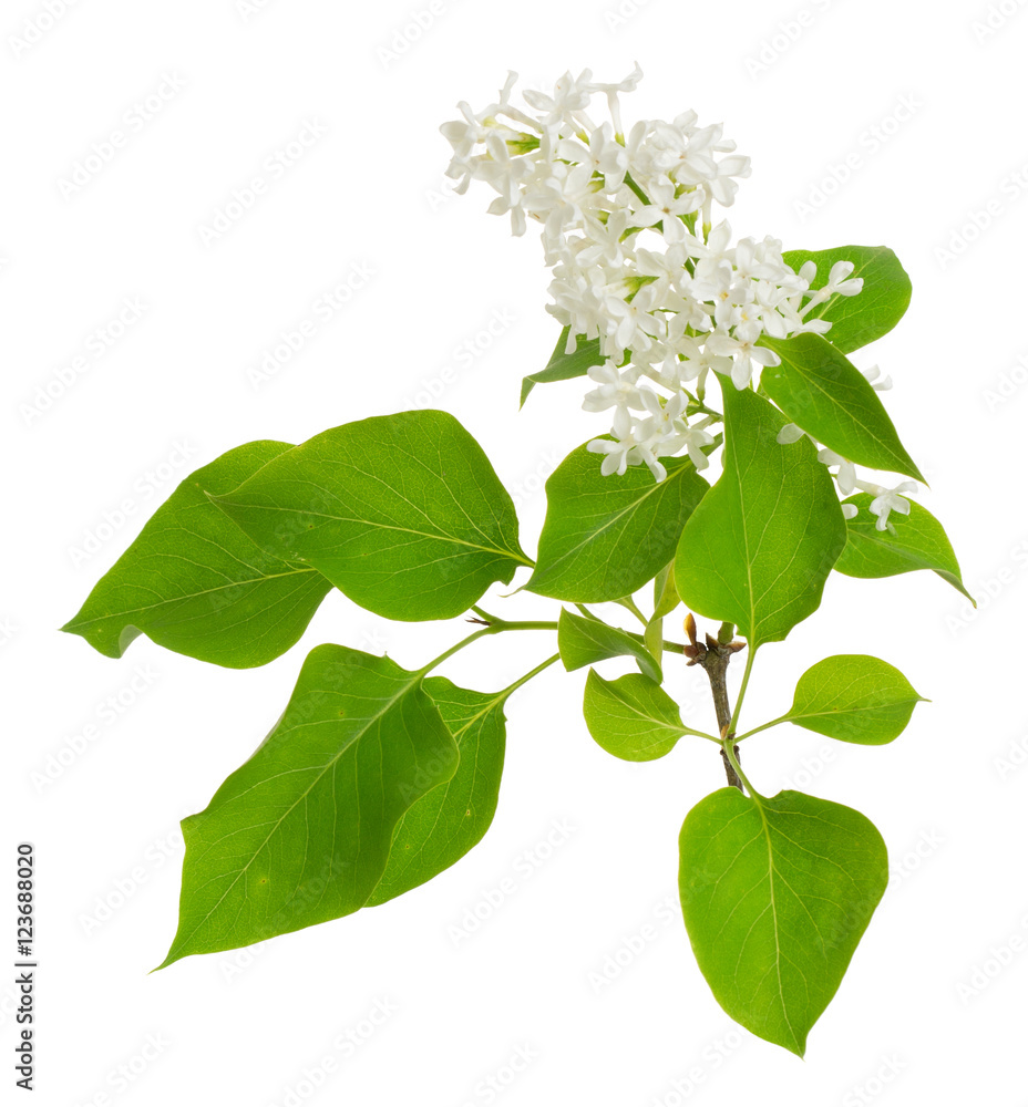 Lilac, Syringa vulgaris twig isolated on white background Stock Photo ...