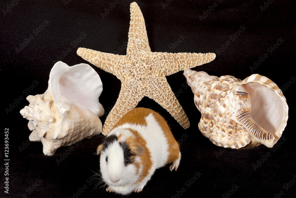 Adult male American Guinea Pig (Cavia porcellus) with sea shells and ...