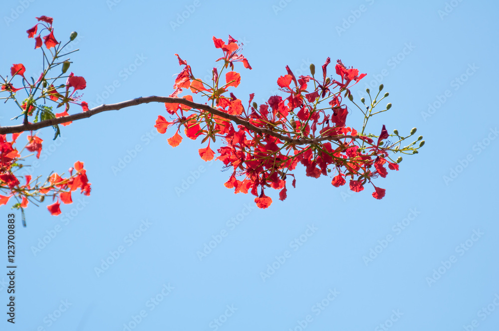 Delonix Regia or Flame tree branch with red flowers and blue sky ...