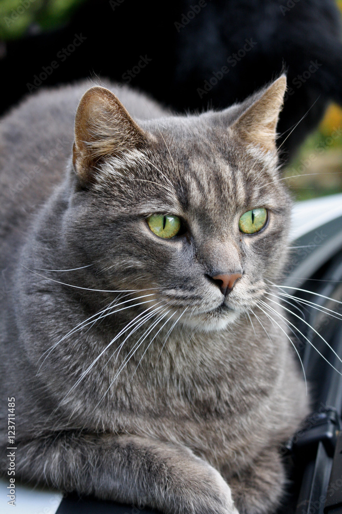 Foto Stock GATTO TIGRATO | Adobe Stock