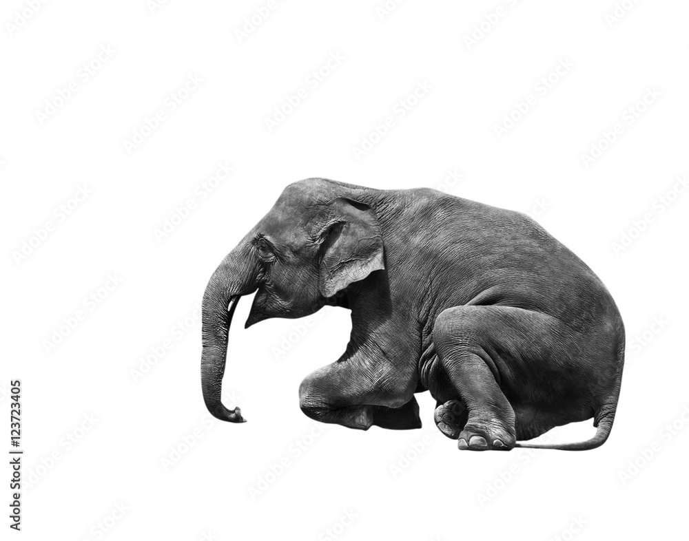 young asia elephant sitting show isolated on white background Stock ...