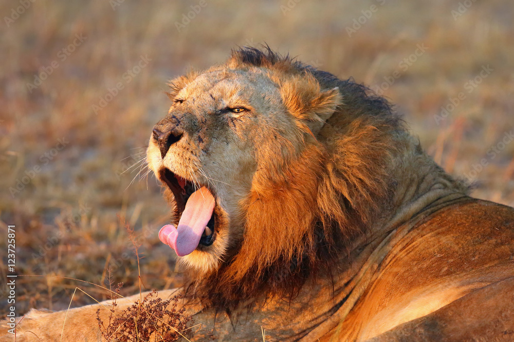 Southeast African Lion