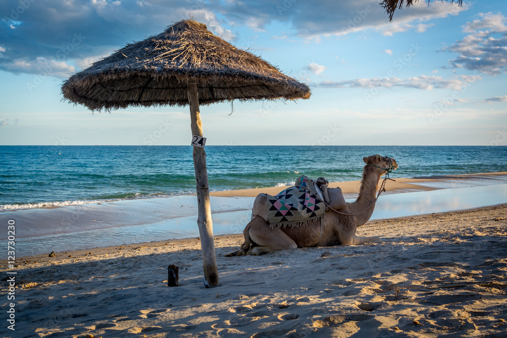 Camel is resting at the beach Stock Photo | Adobe Stock