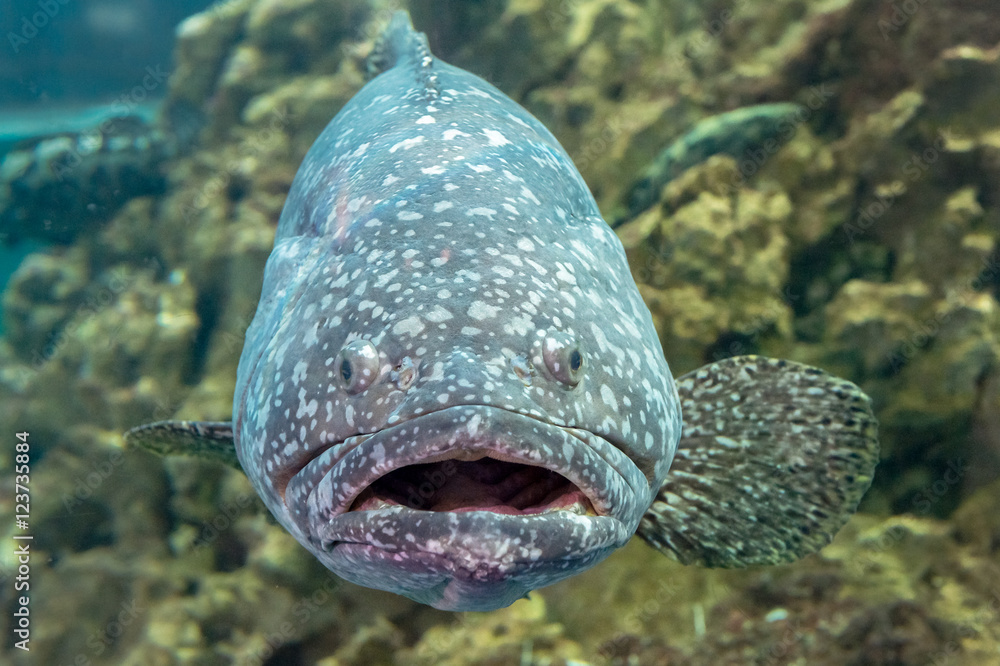 Giant grouper in aquarium. Front full body shot Stock Photo | Adobe Stock