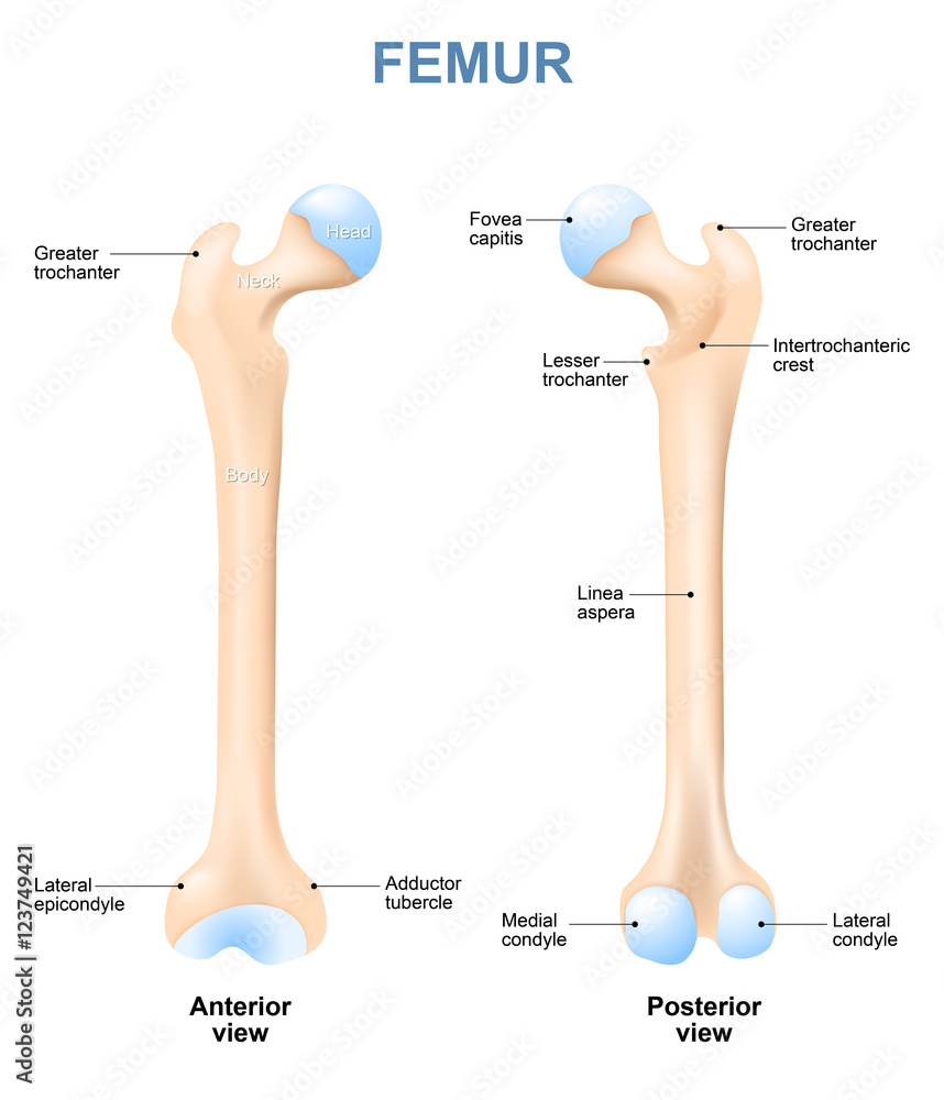 Femur (Thighbone): Anatomy, Function Common Conditions | atelier-yuwa ... Femur (Thighbone): Anatomy, Function Common Conditions | atelier-yuwa ...