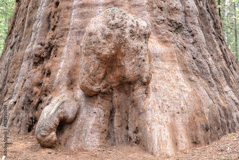 Closeup on the base of the trunk of a sequoia tree (Sequoiadendron) at ...