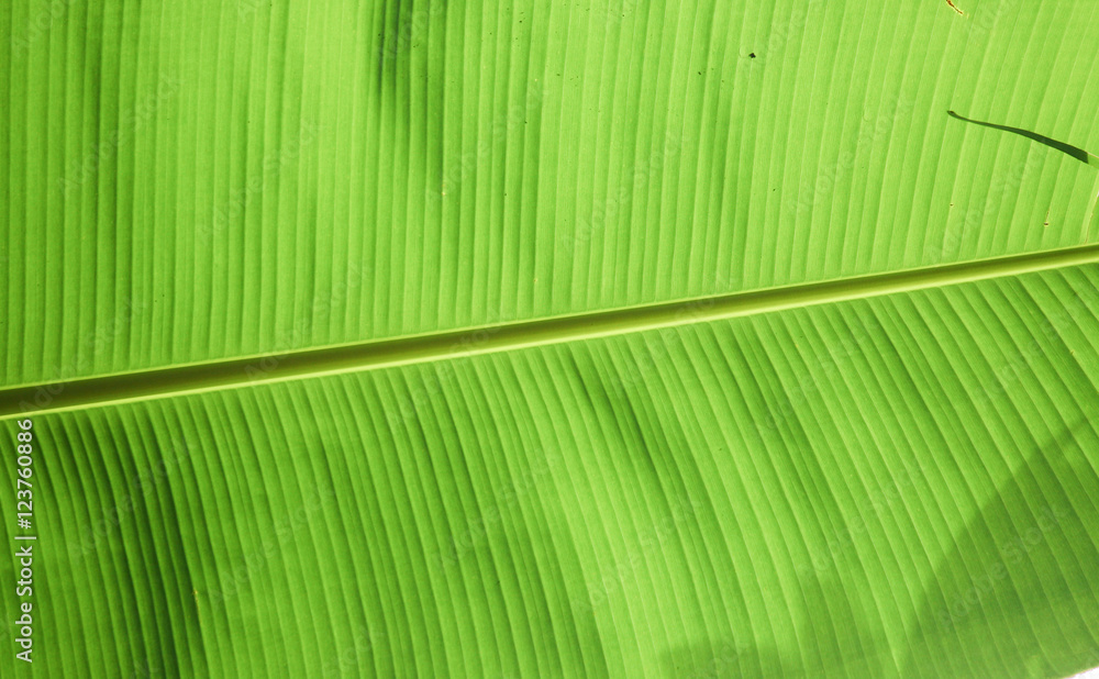 feuille de bananier Stock Photo | Adobe Stock