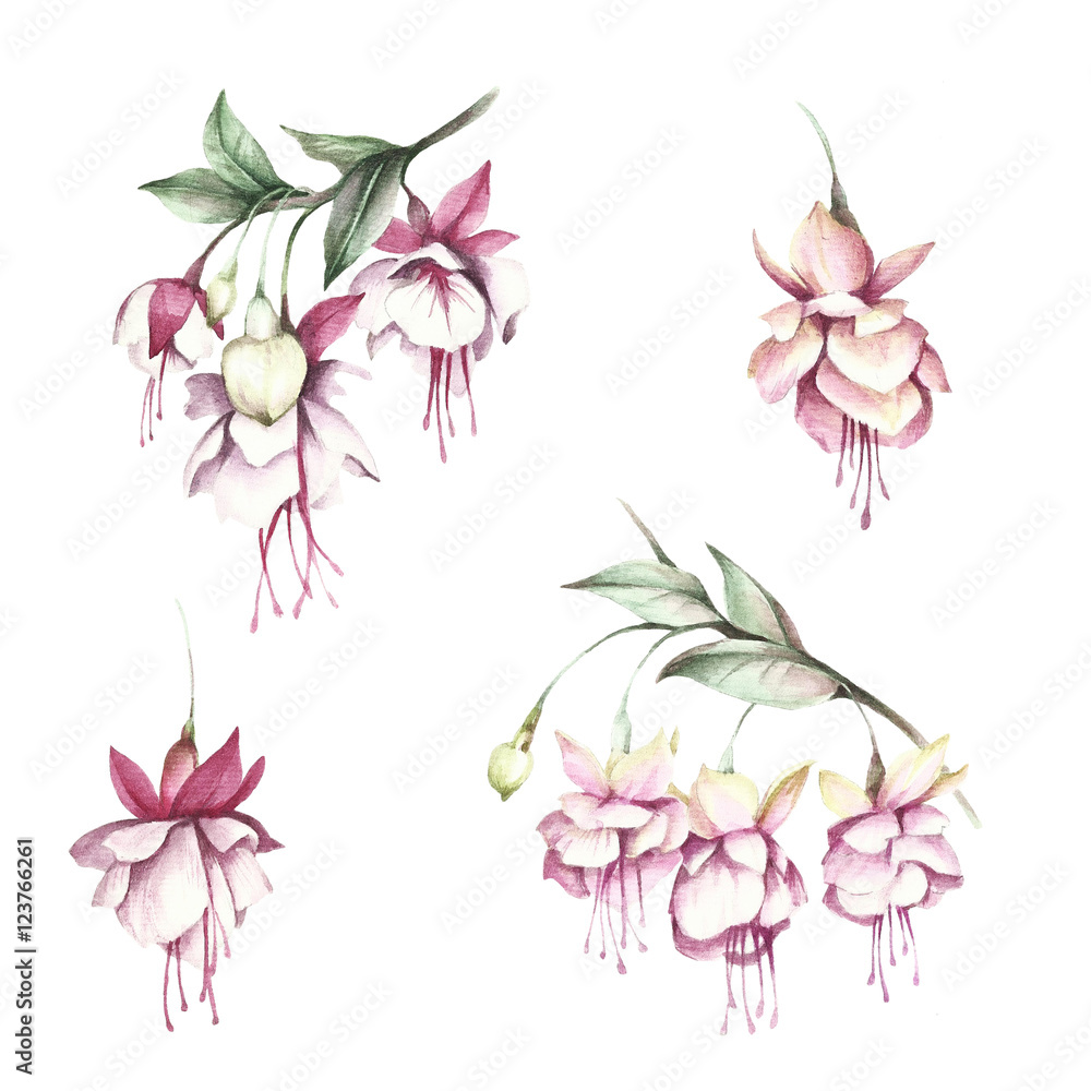 How To Draw A Fuchsia Flower | Best Flower Site