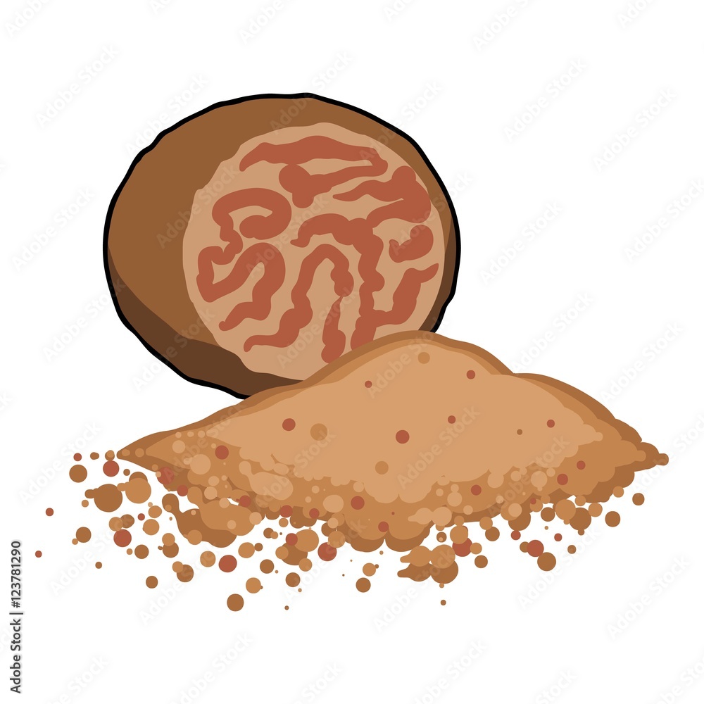 Nutmeg icon in cartoon style isolated on white background. Herb an ...