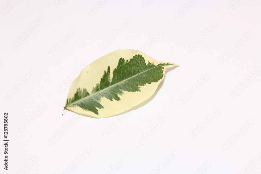 colorful of leaf,green and yellow leaf,dot color on leaf,isolated on ...
