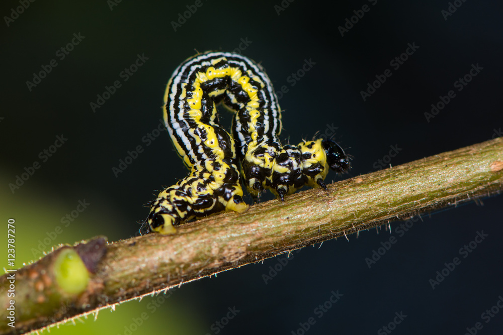 Clouded magpie moth (Abraxas sylvata) caterpillar. Distinctive black ...