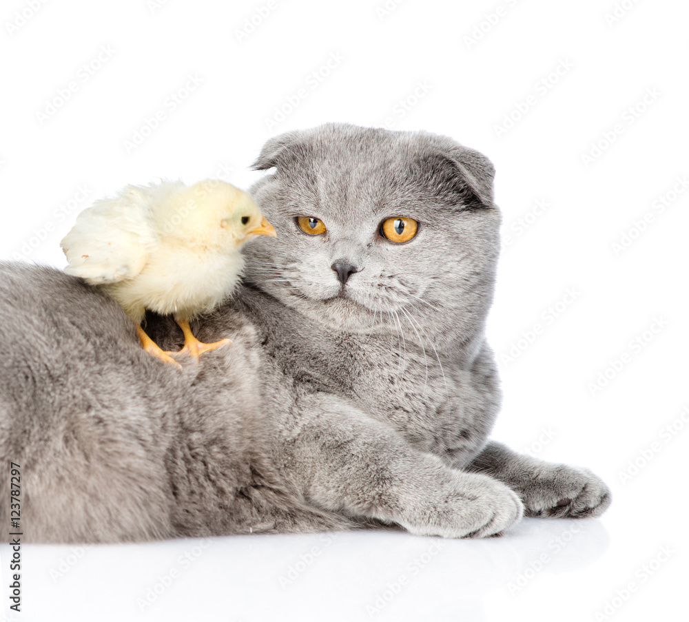 Chicken sitting on cat. isolated on white background Stock Photo ...