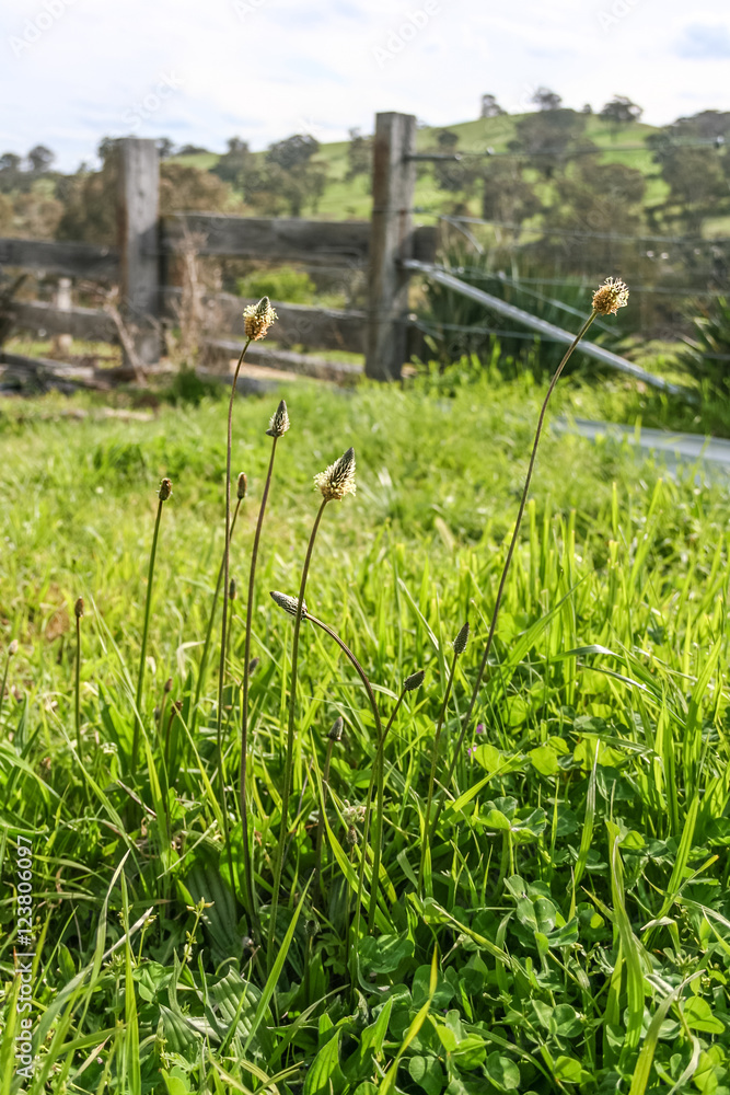 Ribwort plantain weed growing in farm paddock with wooden fence in ...