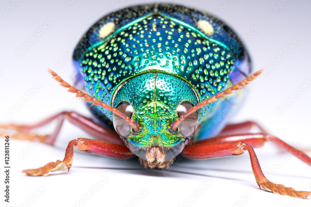 Close up of Jewel beetle's face (Buprestidae) isolate on white. The ...