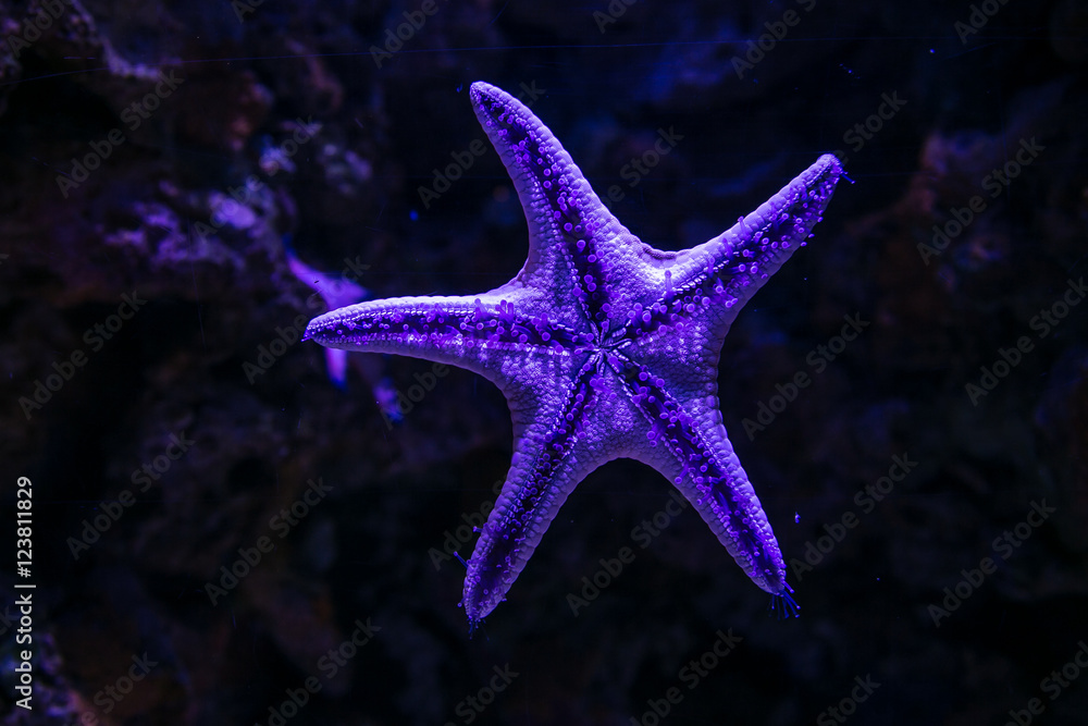 Purple Starfish