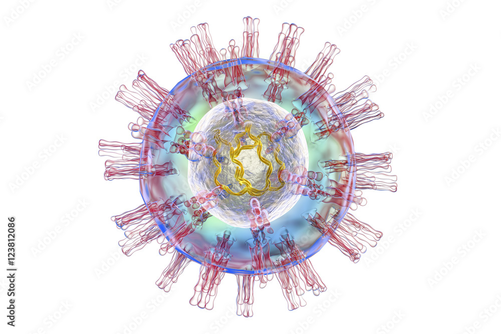 Herpes simplex virus structure. 3D illustration showing double-stranded ...