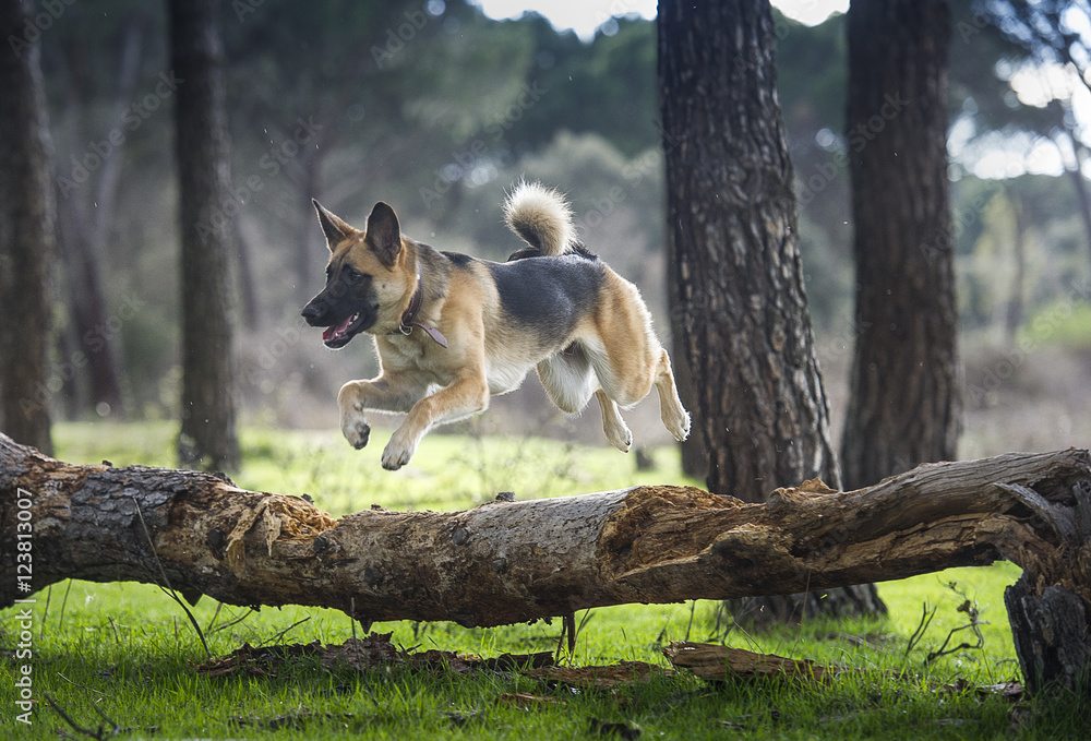 Perro saltando un arbol Stock Photo | Adobe Stock