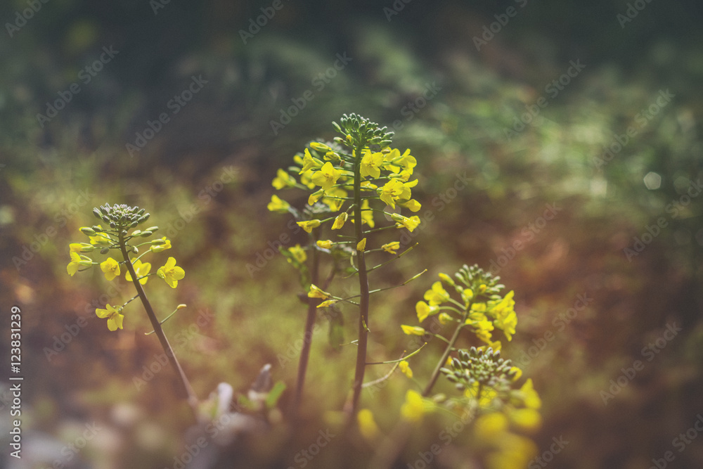 Flores Jaramago amarillos foto de Stock | Adobe Stock