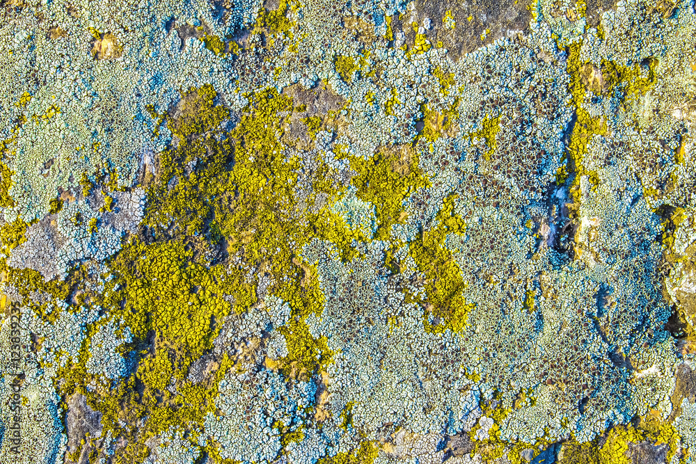 colorful mold, fungus on a rock, abstract nature background Stock-Foto ...