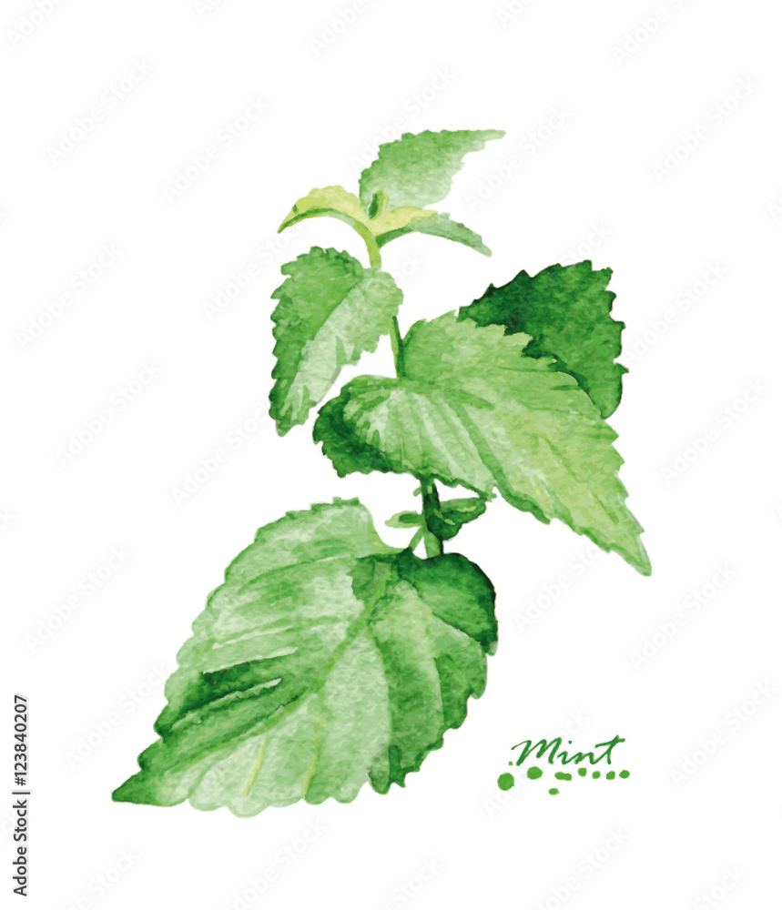 Watercolor mint branch Stock Vector | Adobe Stock