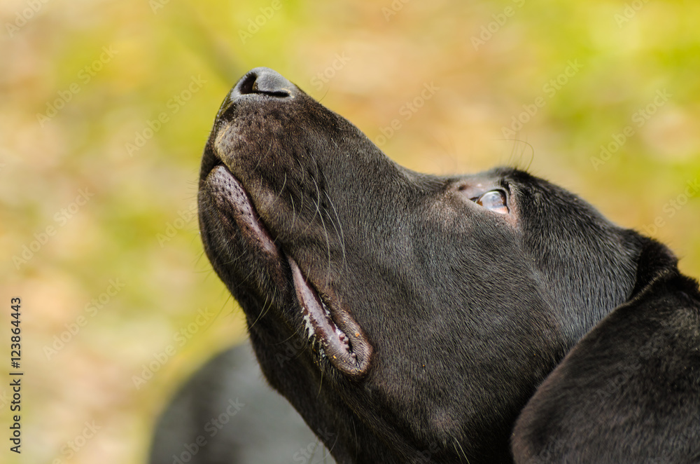 young purebred black labrador golden autumn walks in the fresh air in ...