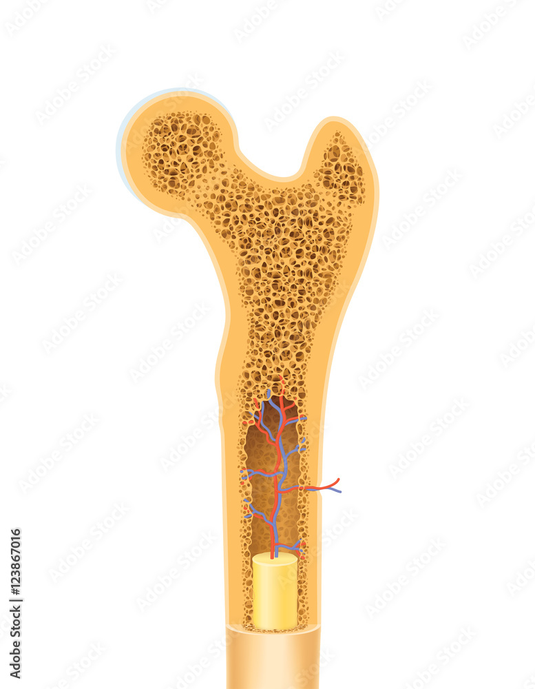 Anatomy of human bone spongy structure vector illustration Stock Vector ...