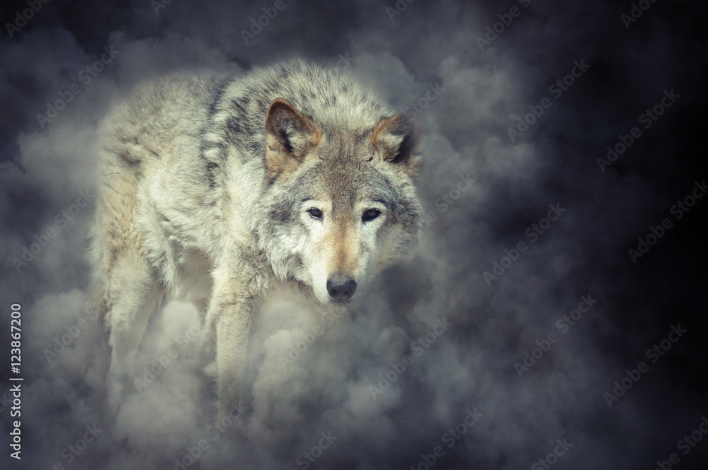 Wolf in smoke Stock Photo | Adobe Stock